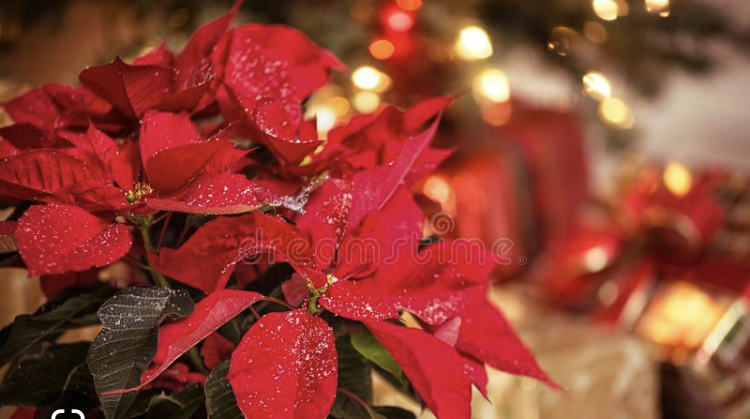 The Season of Joy – Carol Marchant Gibbs