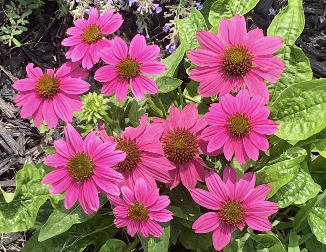 The Secret to Living Well – Carol Marchant Gibbs